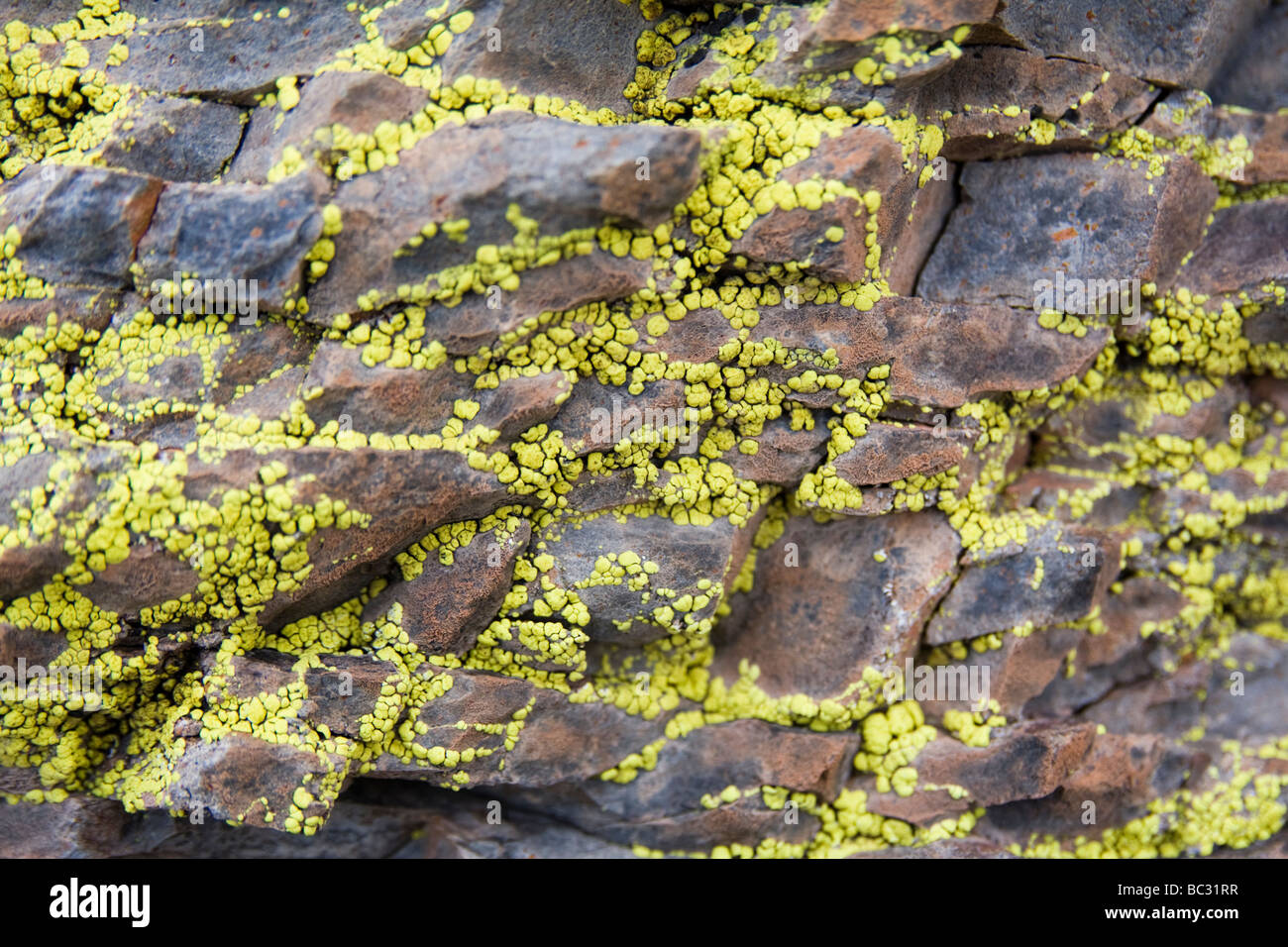 Lichen mexico rock hi-res stock photography and images - Alamy