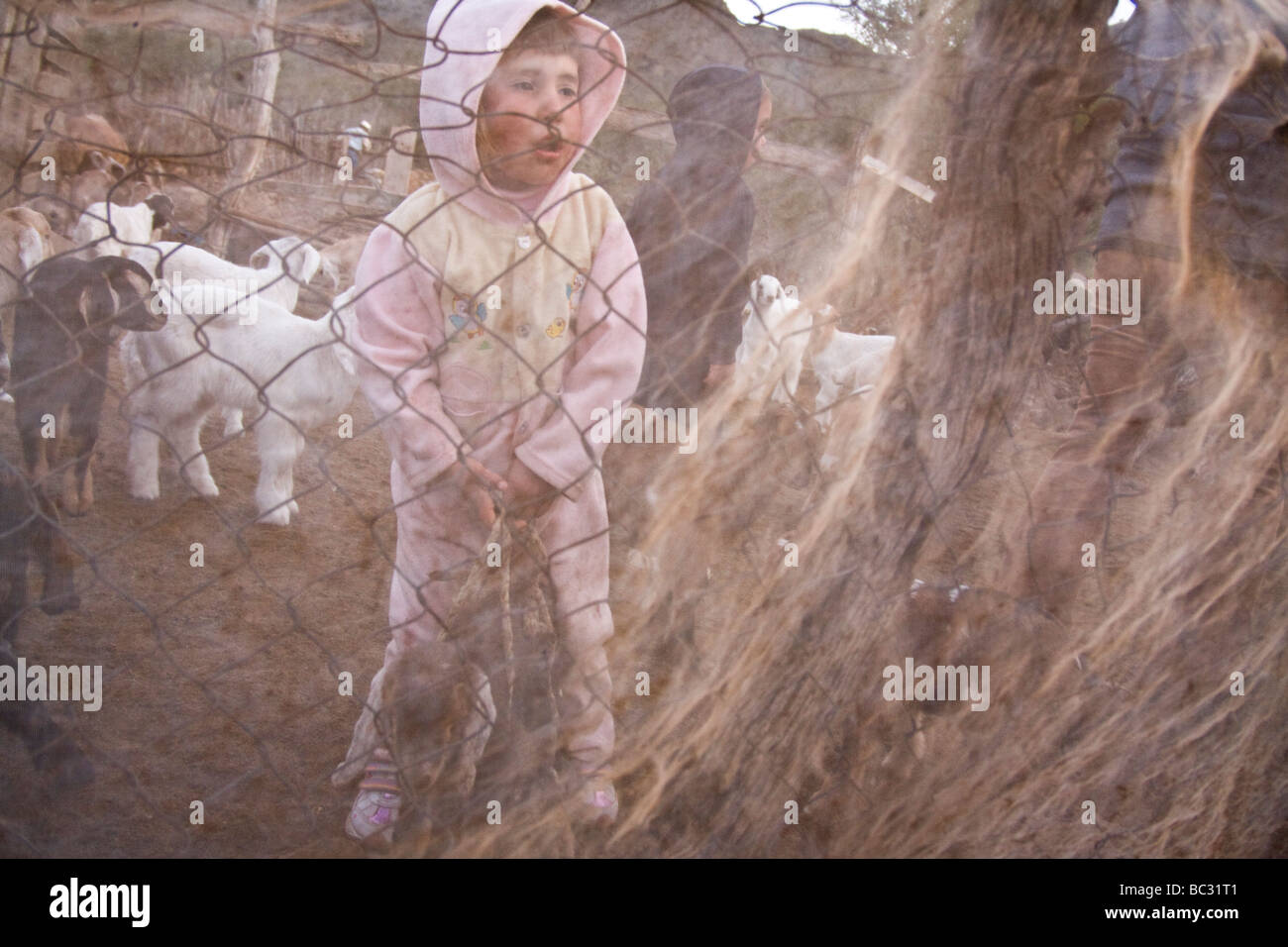 Goat Farm California Stock Photos & Goat Farm California Stock Images ...