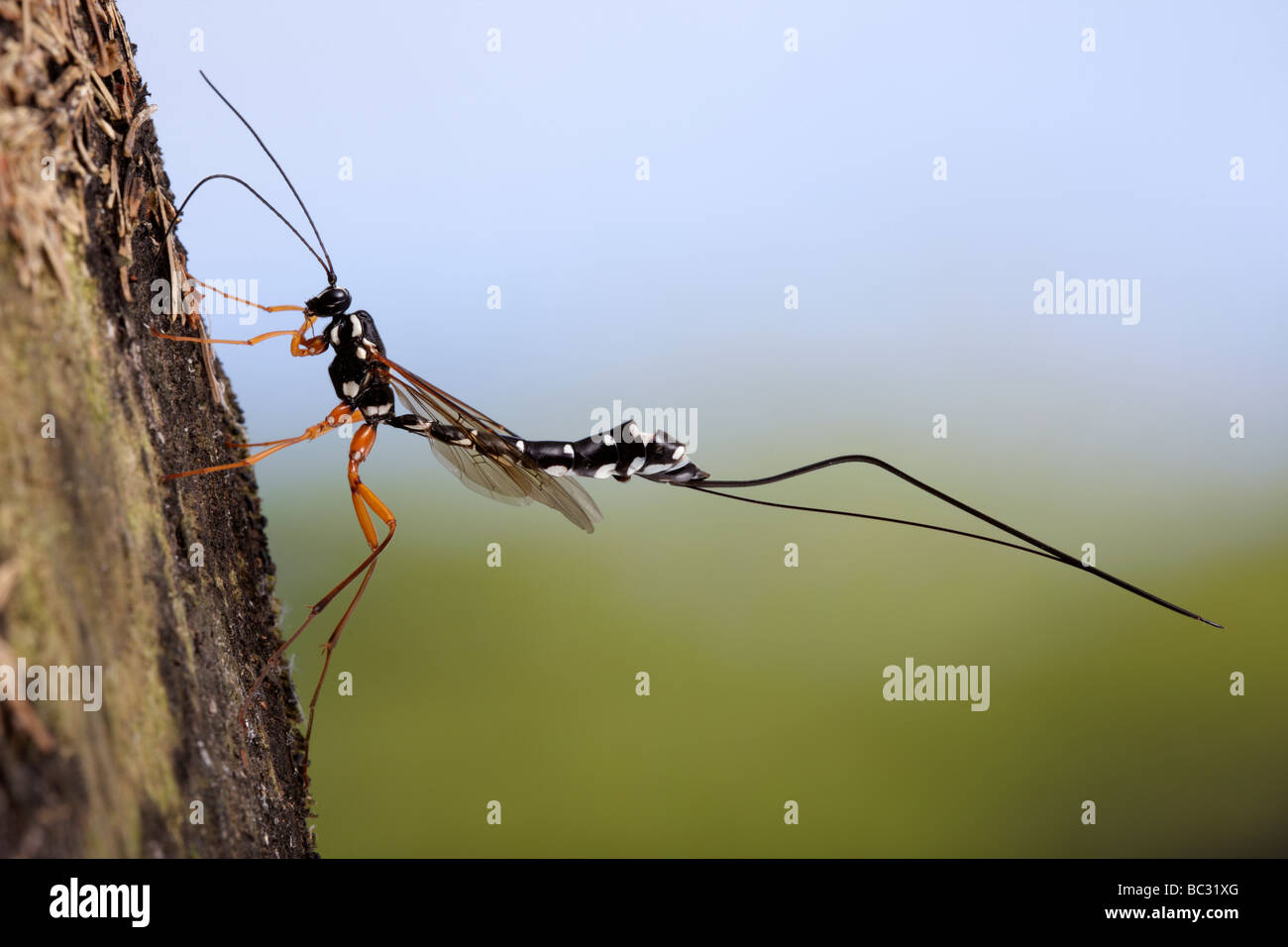 Sabre wasp Rhyssa persuasoria boring through timber to reach wood-wasp ...