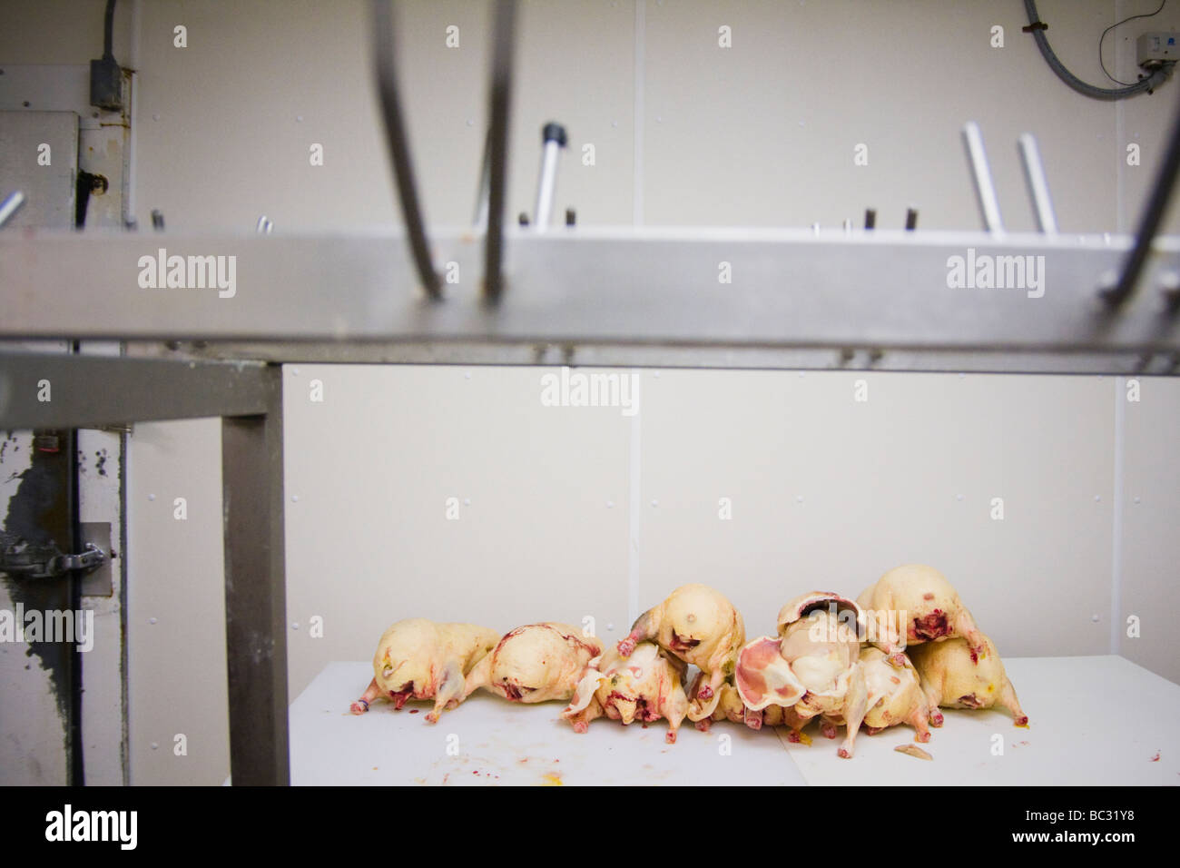 Duck carcasses at Hudson Valley Foie Gras in Ferndale, New York Stock ...