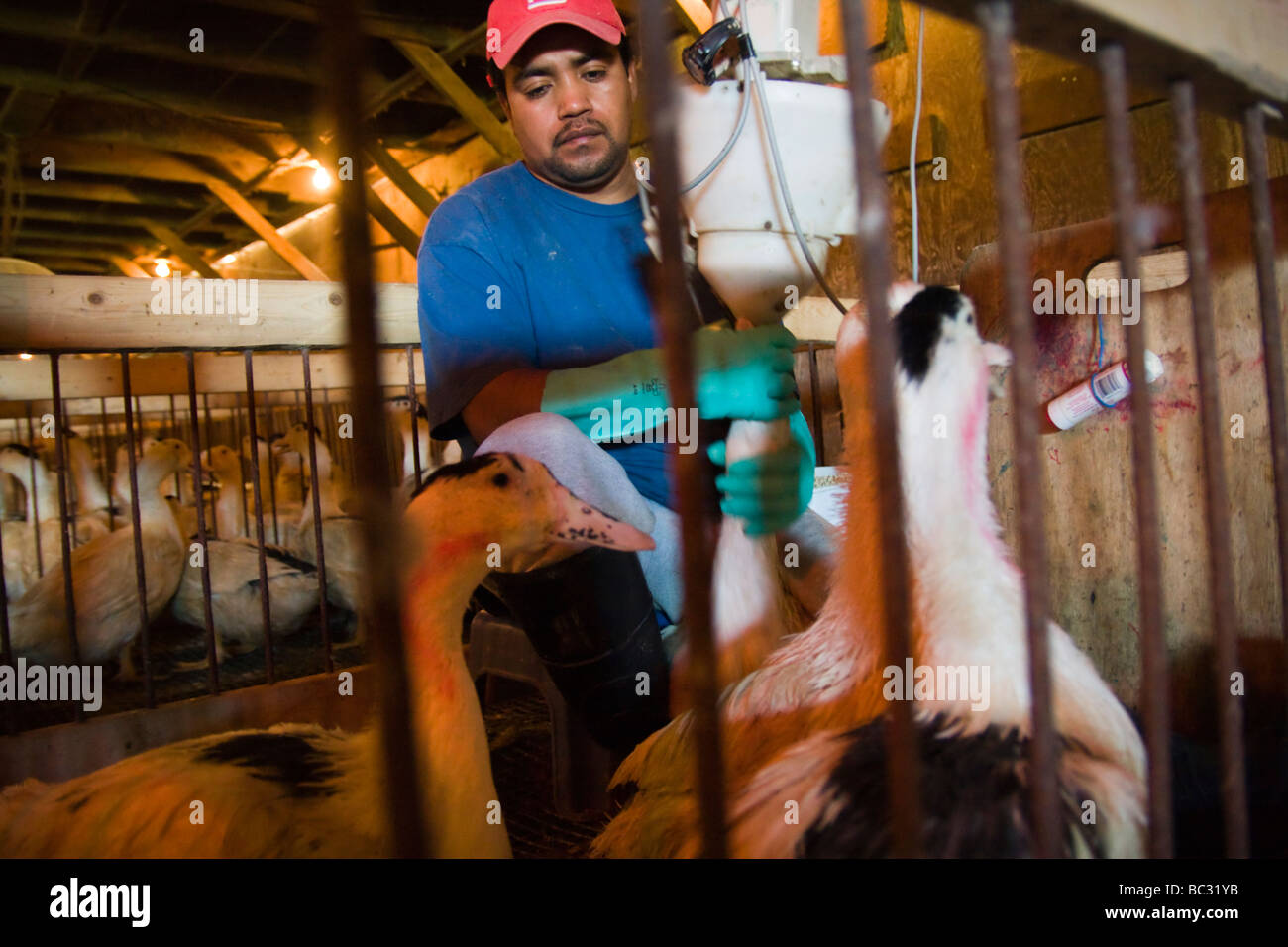 Foie gras force feeding ducks hi-res stock photography and images - Alamy