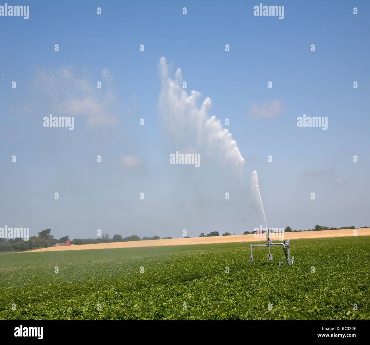 Irrigation sprayer potato crop Sutton, Suffolk, England Stock Photo - Alamy