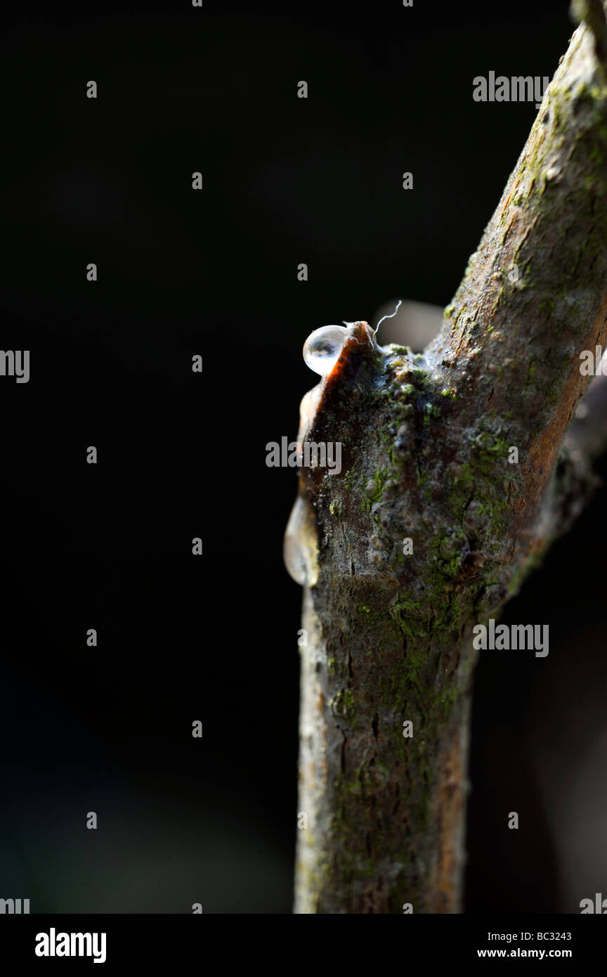 Mulberry bush hi-res stock photography and images - Alamy