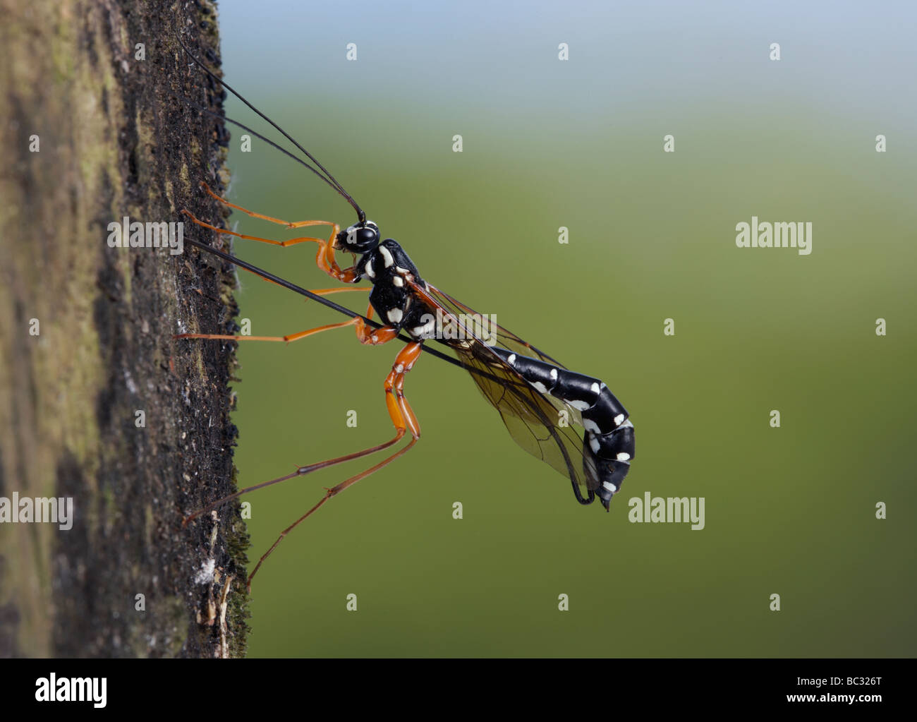 Sabre wasp Rhyssa persuasoria boring through timber to reach wood-wasp ...