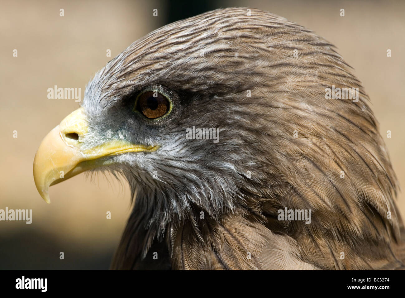 The Yellow-billed Kite Milvus aegyptius, a bird of prey Stock Photo - Alamy