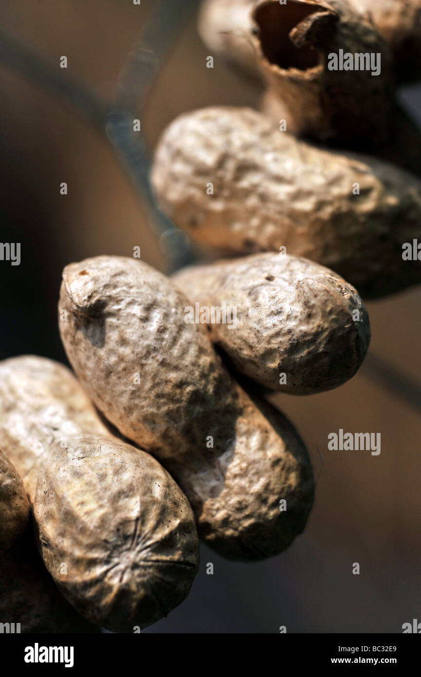 peanut s in shell Stock Photo - Alamy