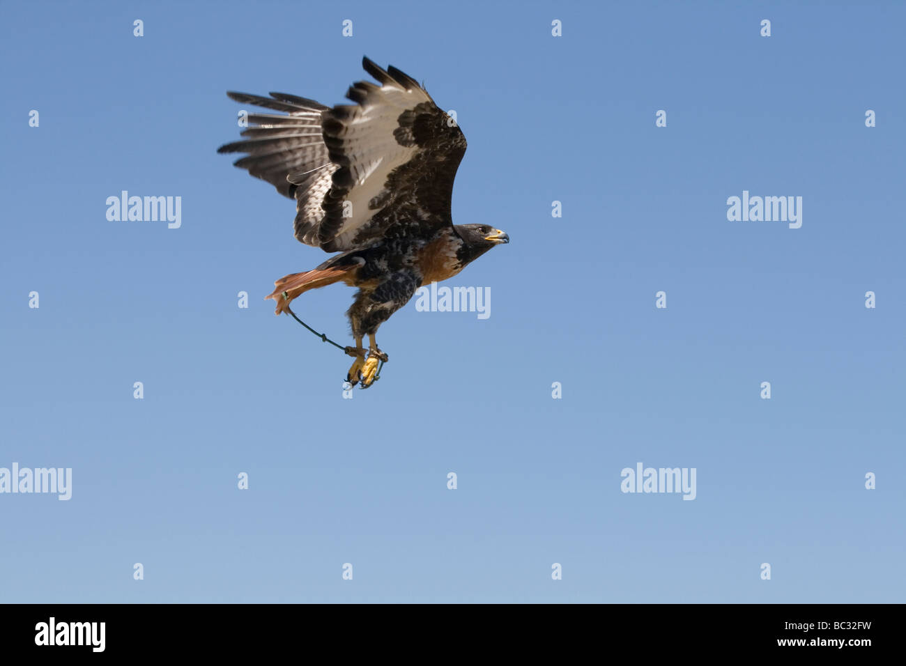 Jackal Buzzard Stock Photos & Jackal Buzzard Stock Images - Alamy