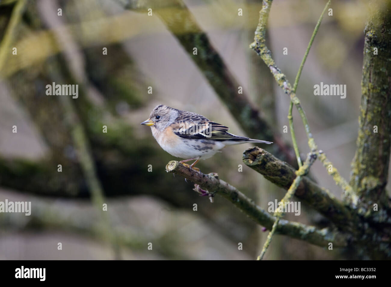 Brambling female perched on branch hi-res stock photography and images ...