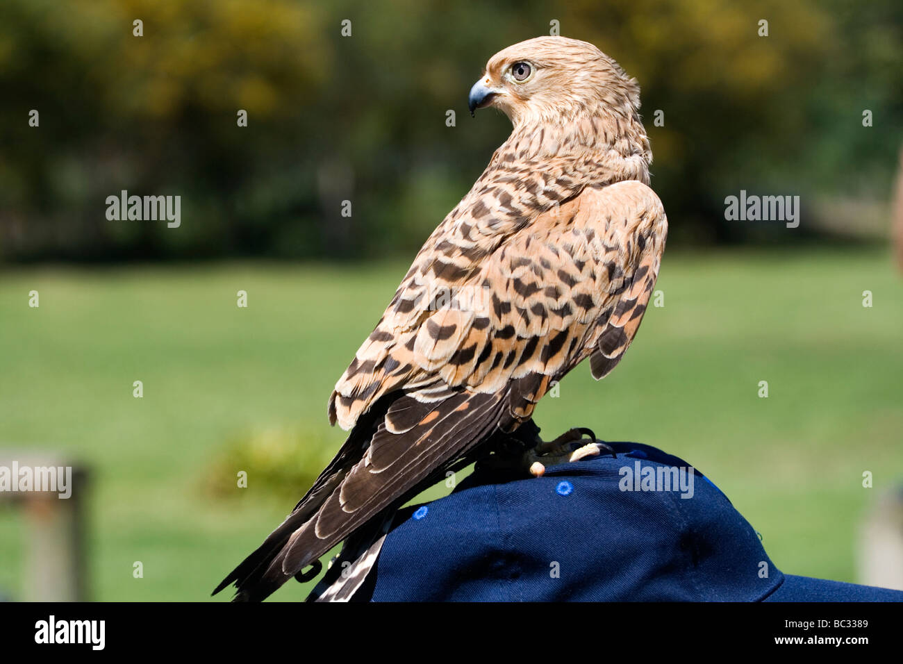 The Lesser Kestrel (Falco naumanni) is a small falcon Stock Photo - Alamy