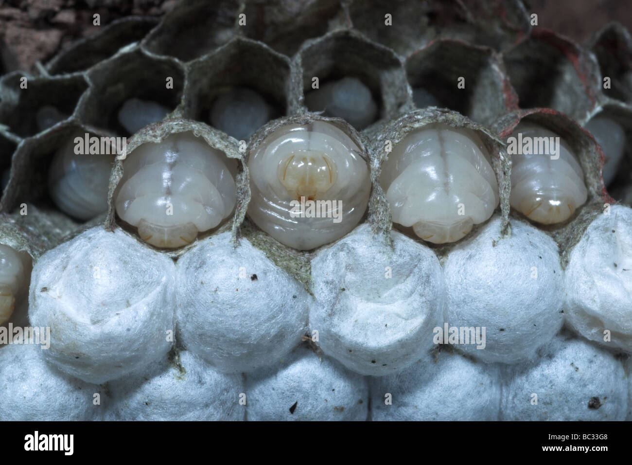Wasp grub hi-res stock photography and images - Alamy