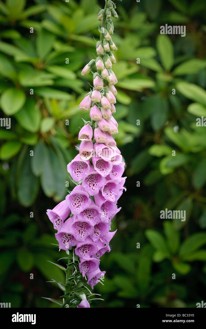 Foxglove flowers Digitalis purpurea Stock Photo - Alamy