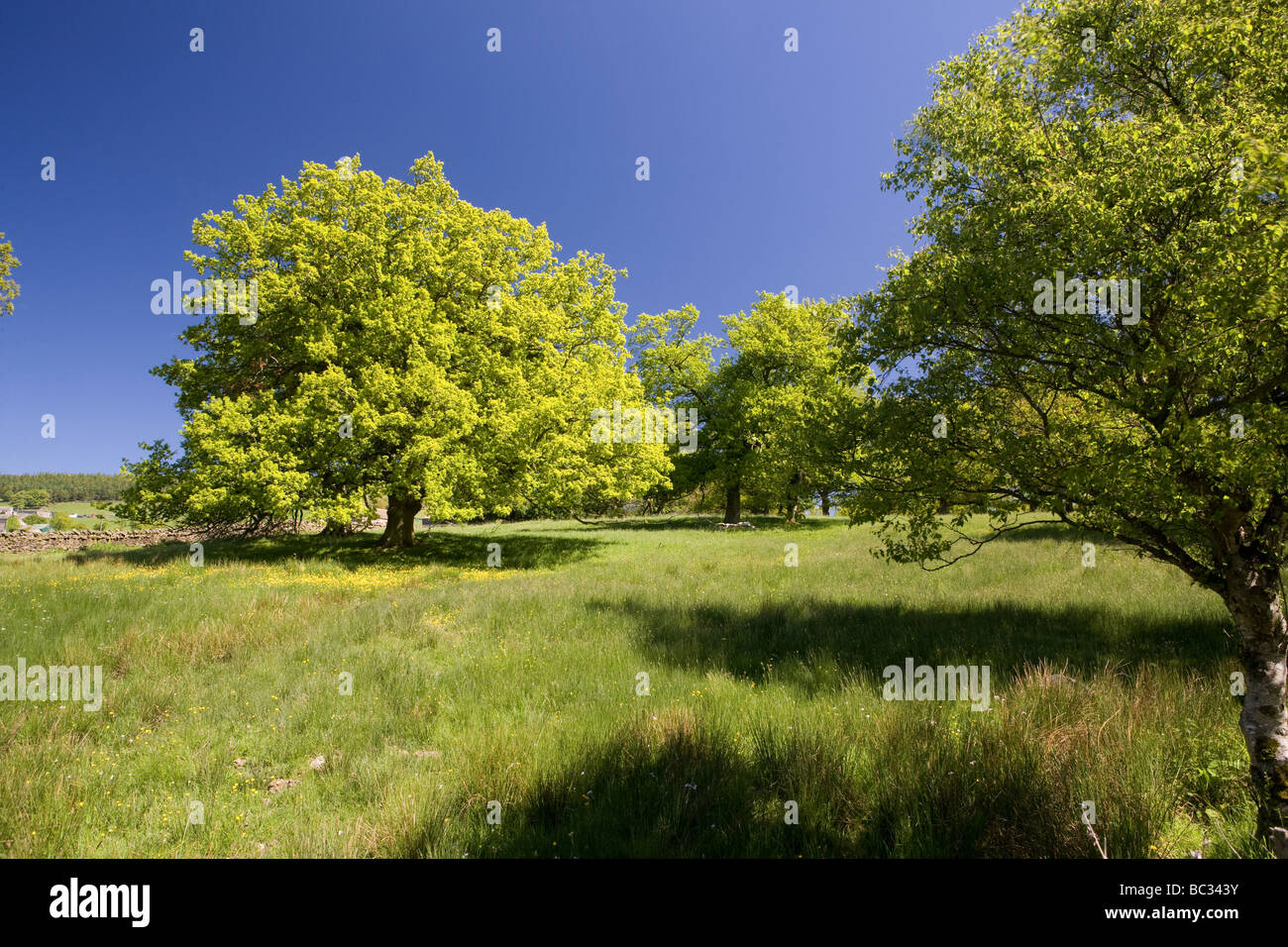 A Meadow near Eggleston Teesdale England Stock Photo - Alamy