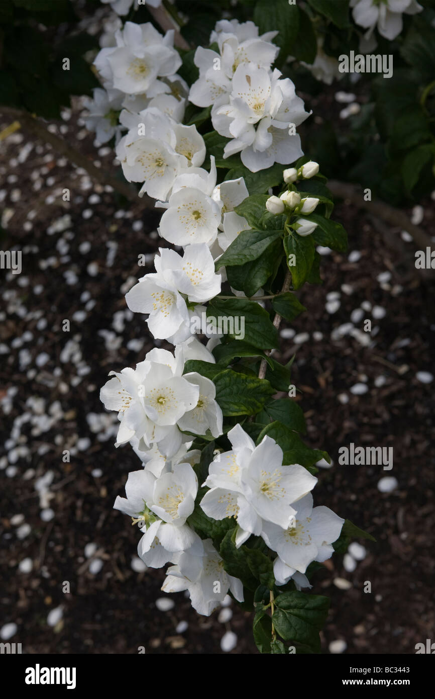 Philadelphus bialy karzel hi-res stock photography and images - Alamy
