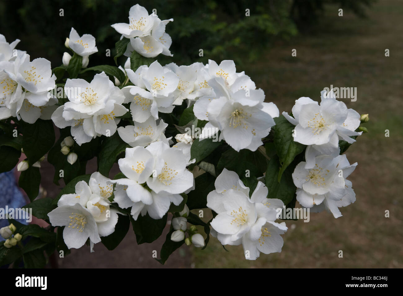 Philadelphus bialy karzel hi-res stock photography and images - Alamy