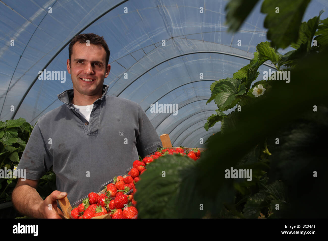 a portrait of a strawberry farmer on a farm in hertfordshire with all ...