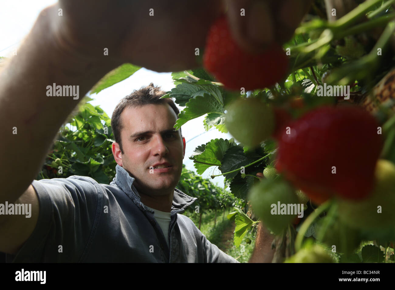 a portrait of a strawberry farmer on a farm in hertfordshire with all ...