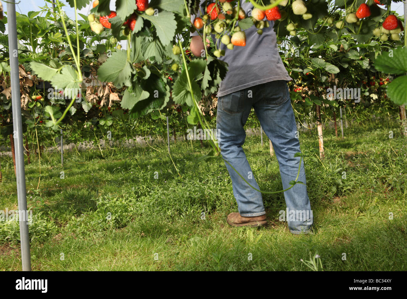 a portrait of a strawberry farmer on a farm in hertfordshire with all ...