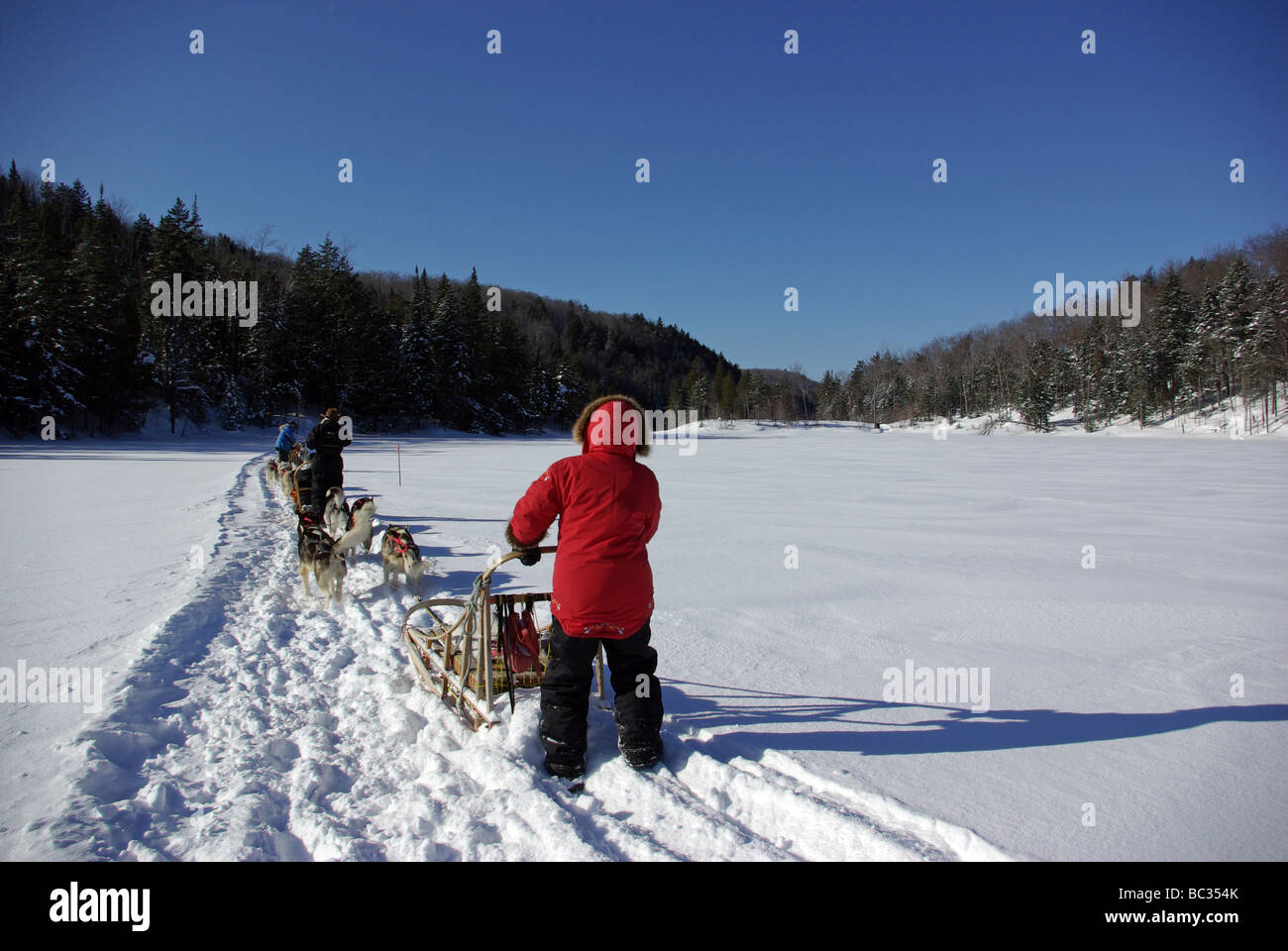 Canada, Quebec : dog sleigh Stock Photo - Alamy