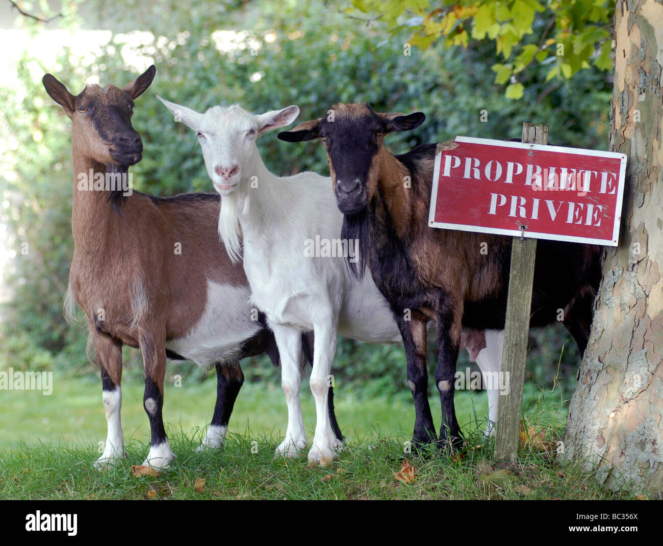 Unusual Goats and road sign Stock Photo - Alamy