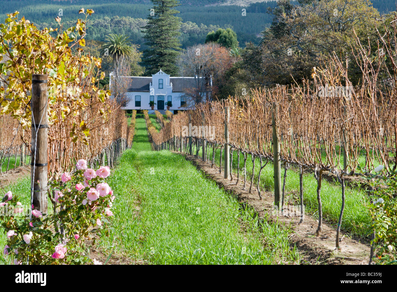 A traditional Cape Dutch homestead on a wine farm called ...