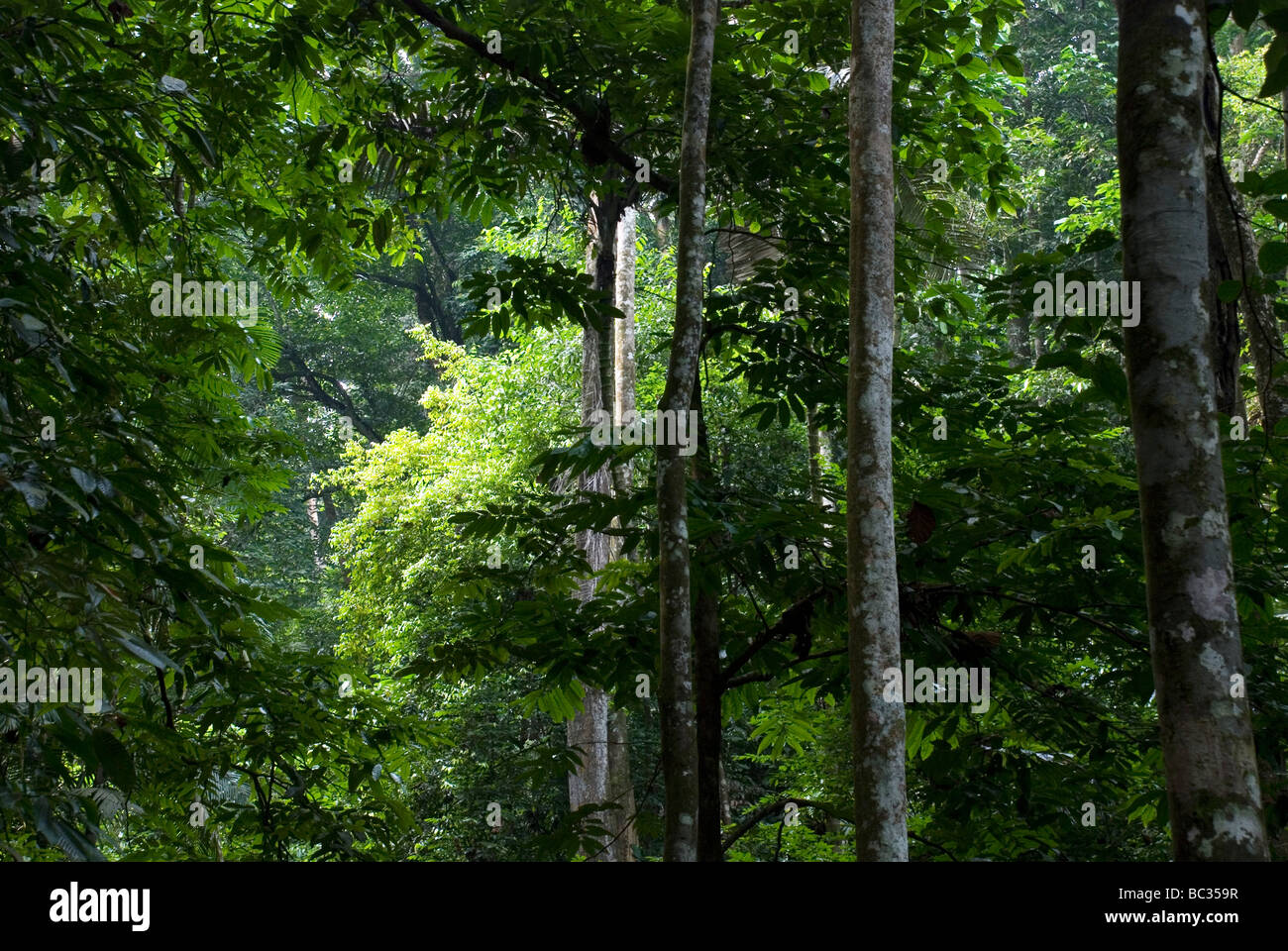 Forest rainforest trees hi-res stock photography and images - Alamy