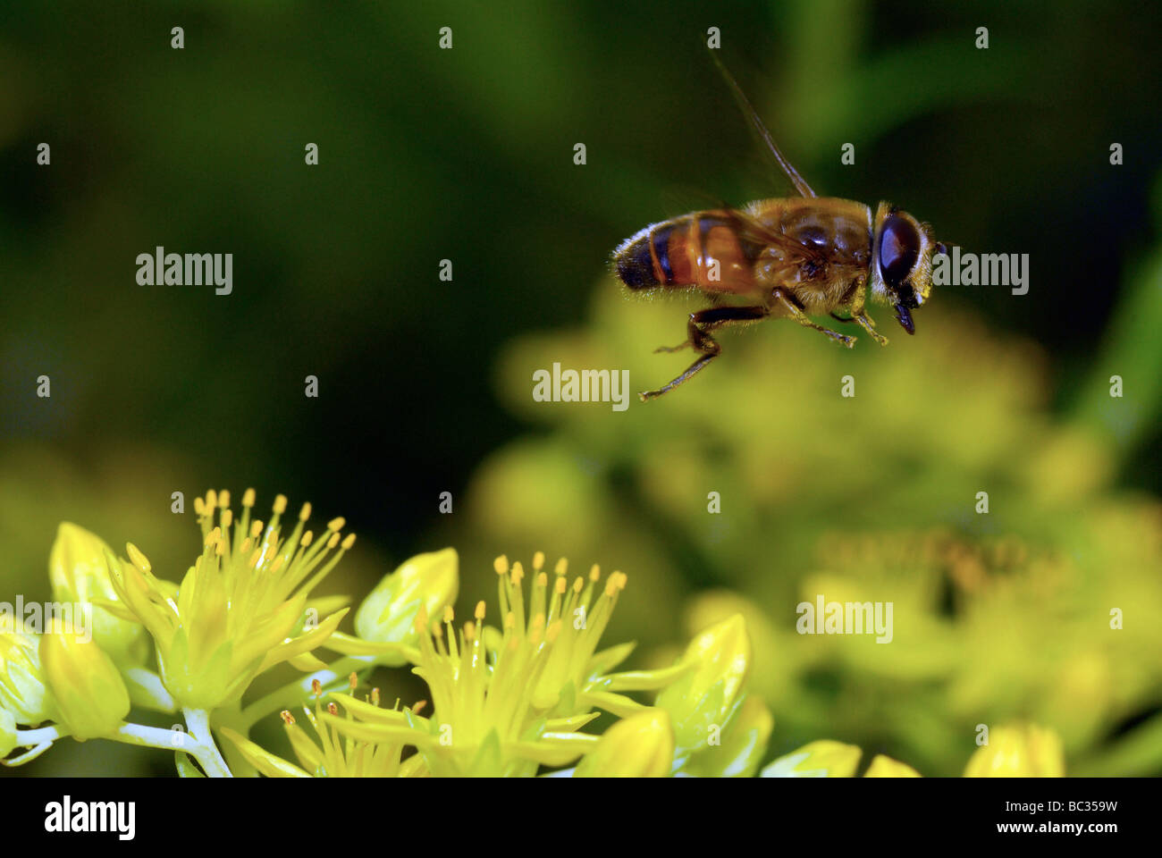European honey bee or western honey bee Stock Photo - Alamy