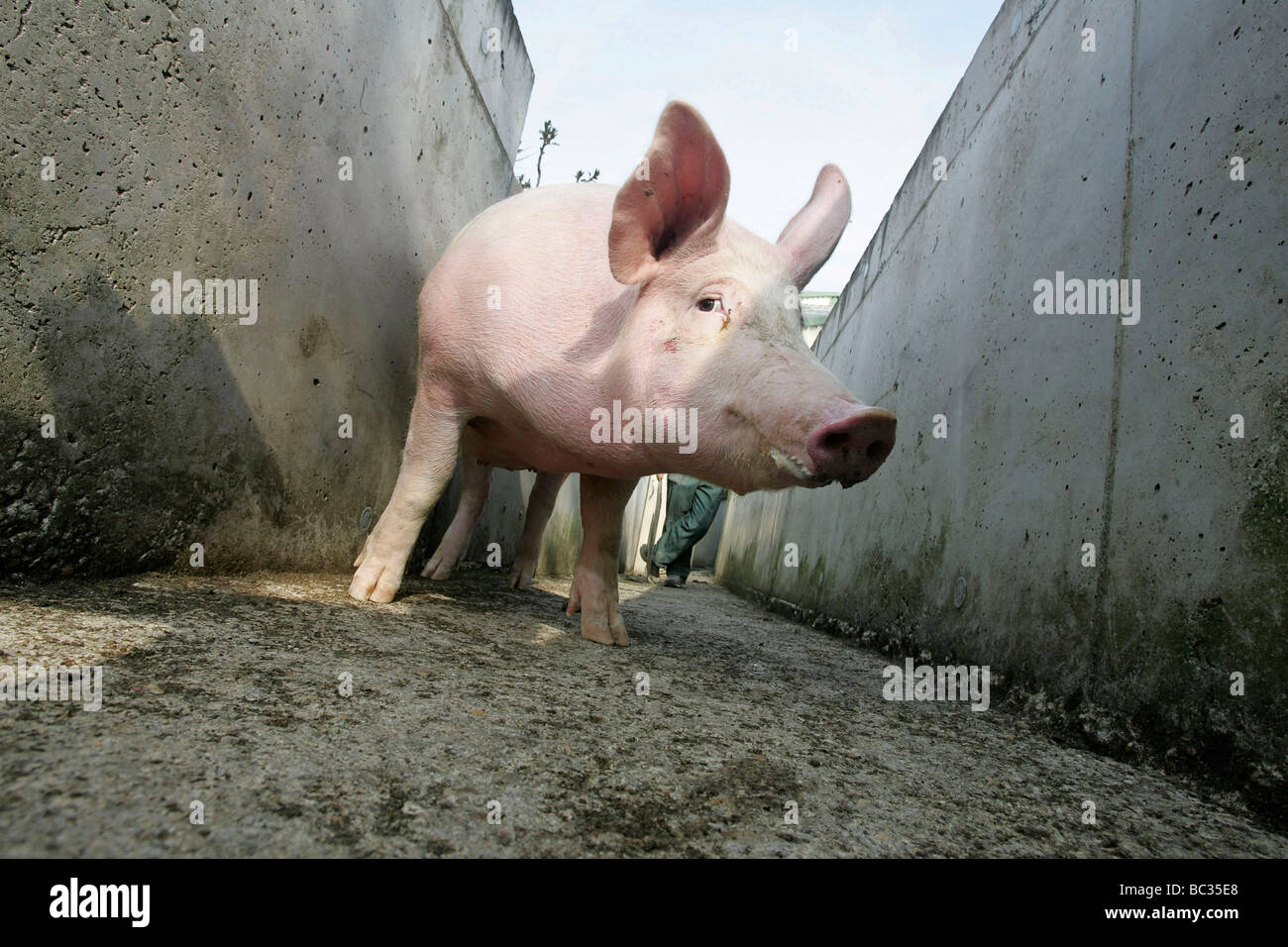 Pig building hi-res stock photography and images - Alamy