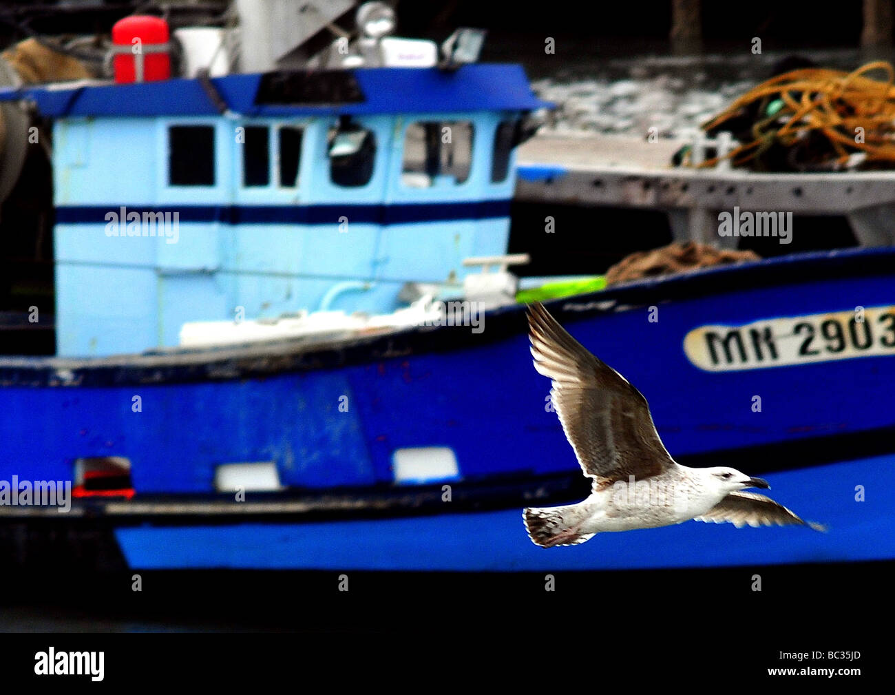 Seagull and fishing boat Stock Photo - Alamy
