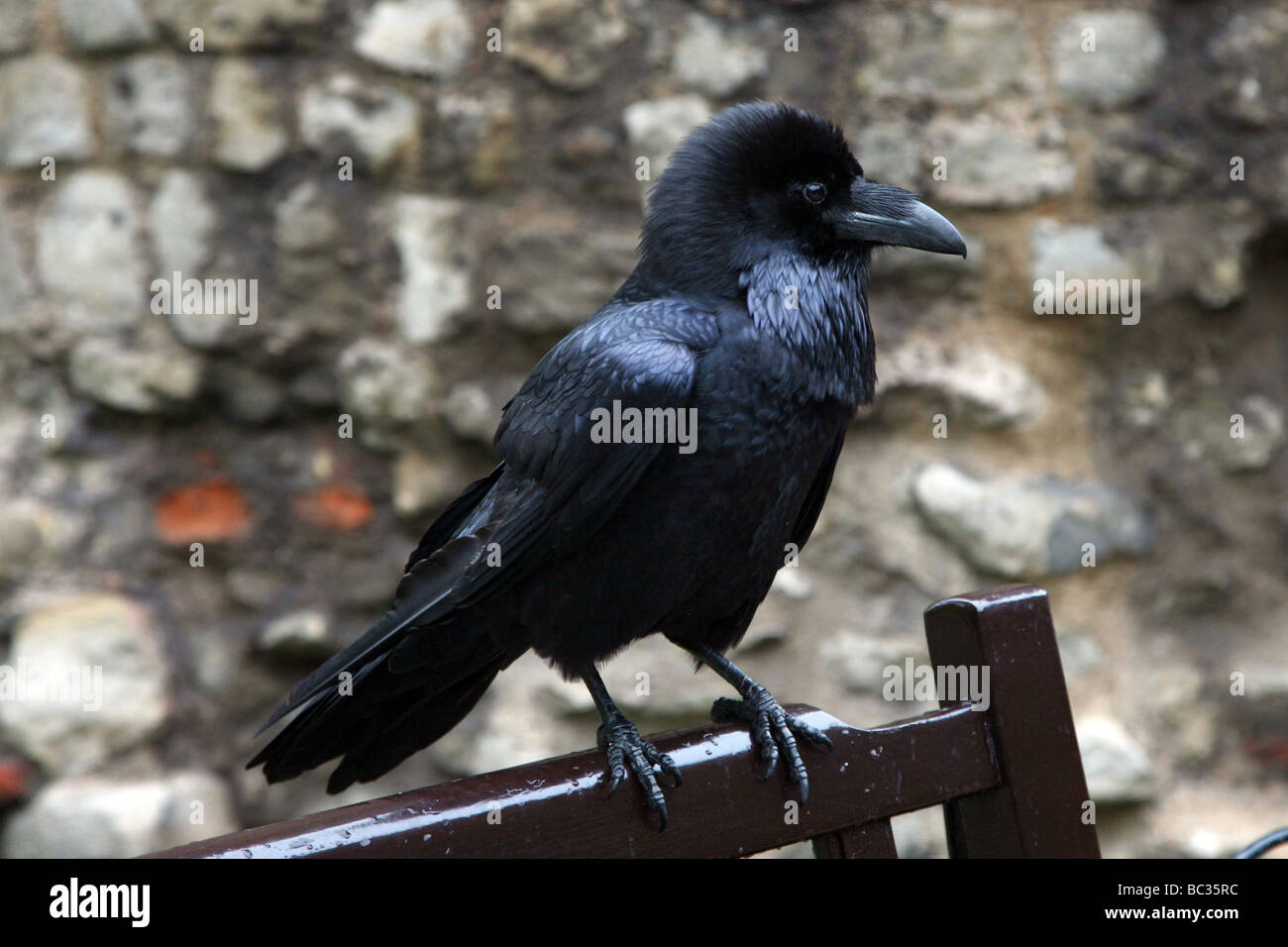 England, London : crow Stock Photo - Alamy