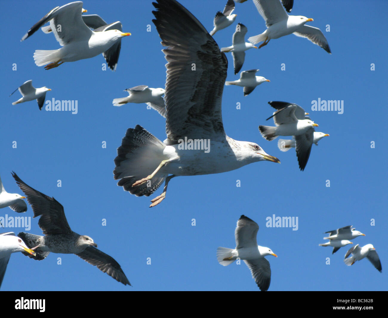 Flight of seagulls Stock Photo - Alamy