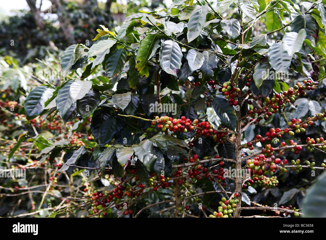 Laos, Bolaven Plateau: Cultivation of coffee Stock Photo - Alamy
