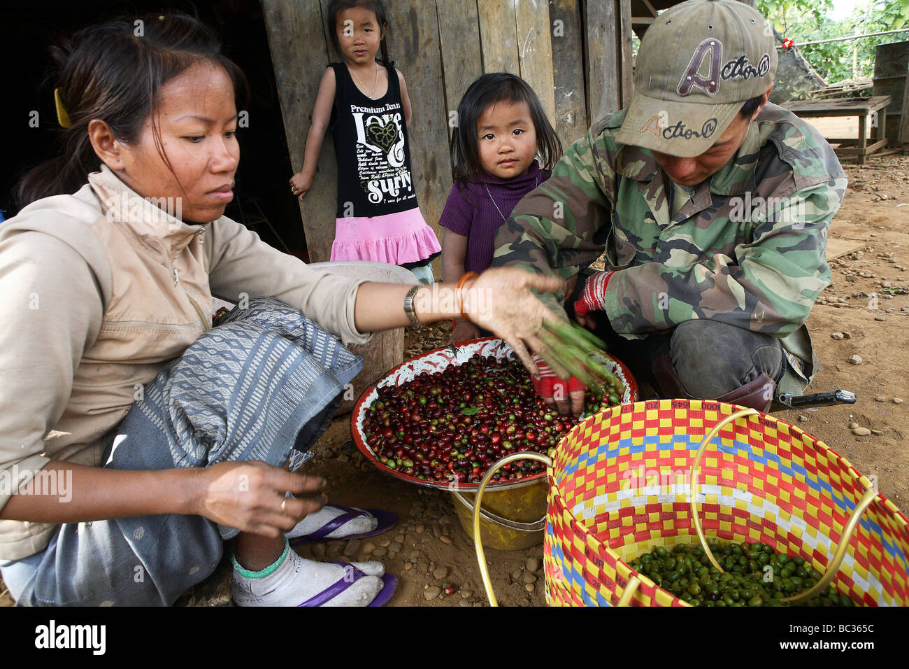 Laos, Bolaven Plateau: Cultivation of coffee Stock Photo - Alamy