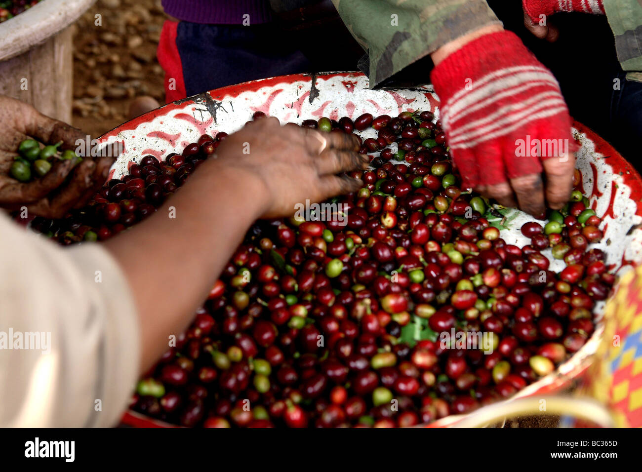 Bolaven plateau coffee hi-res stock photography and images - Alamy