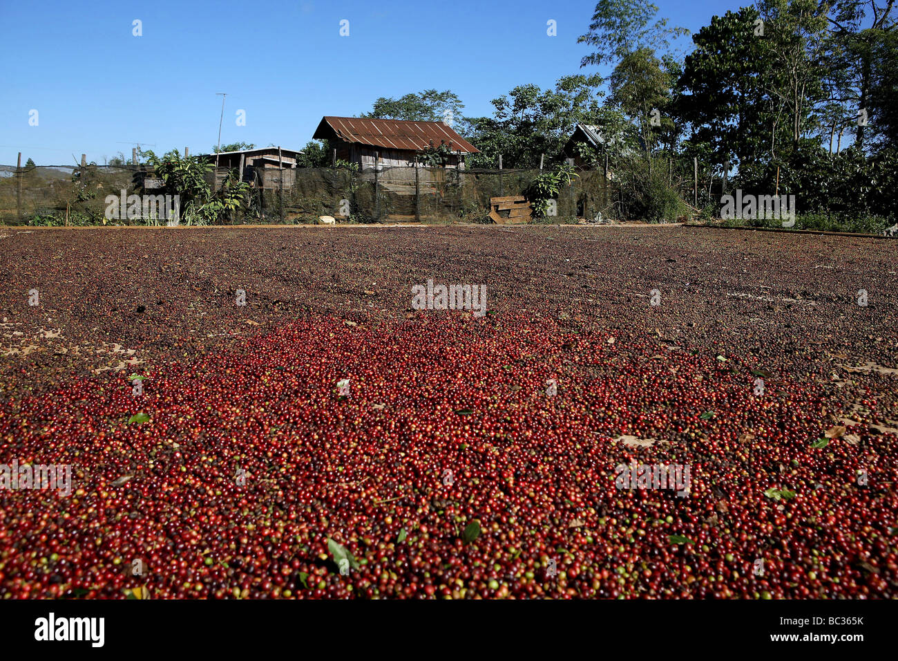Laos, Bolaven Plateau: Cultivation of coffee Stock Photo - Alamy