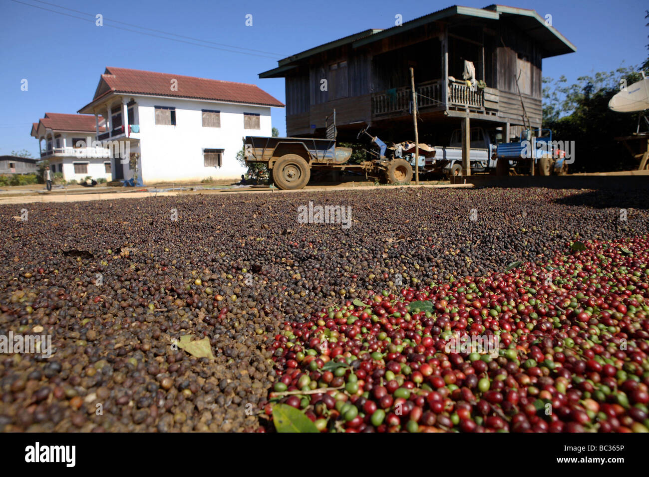 Laos, Bolaven Plateau: Cultivation of coffee Stock Photo - Alamy