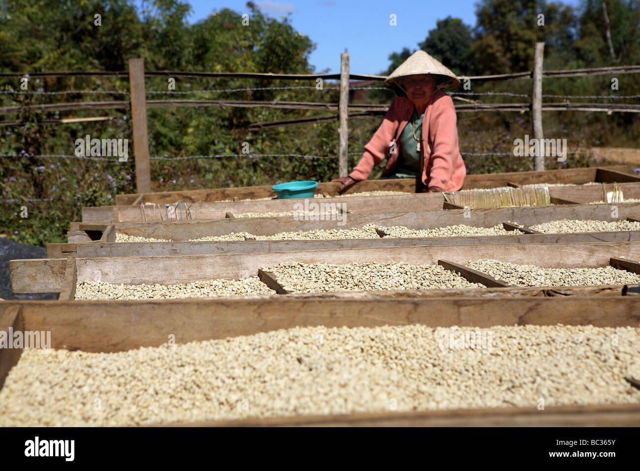 Laos, Bolaven Plateau: Cultivation of coffee Stock Photo - Alamy