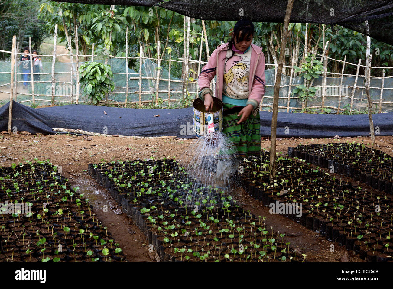 Laos, Bolaven Plateau: Cultivation of coffee Stock Photo - Alamy