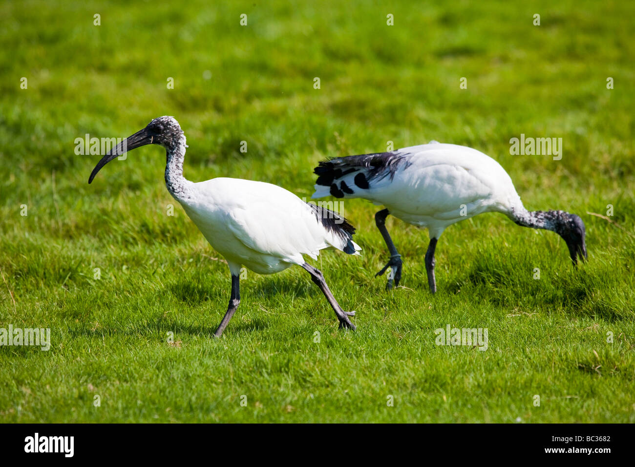Egyptian Sacred Ibis Stock Photo - Alamy