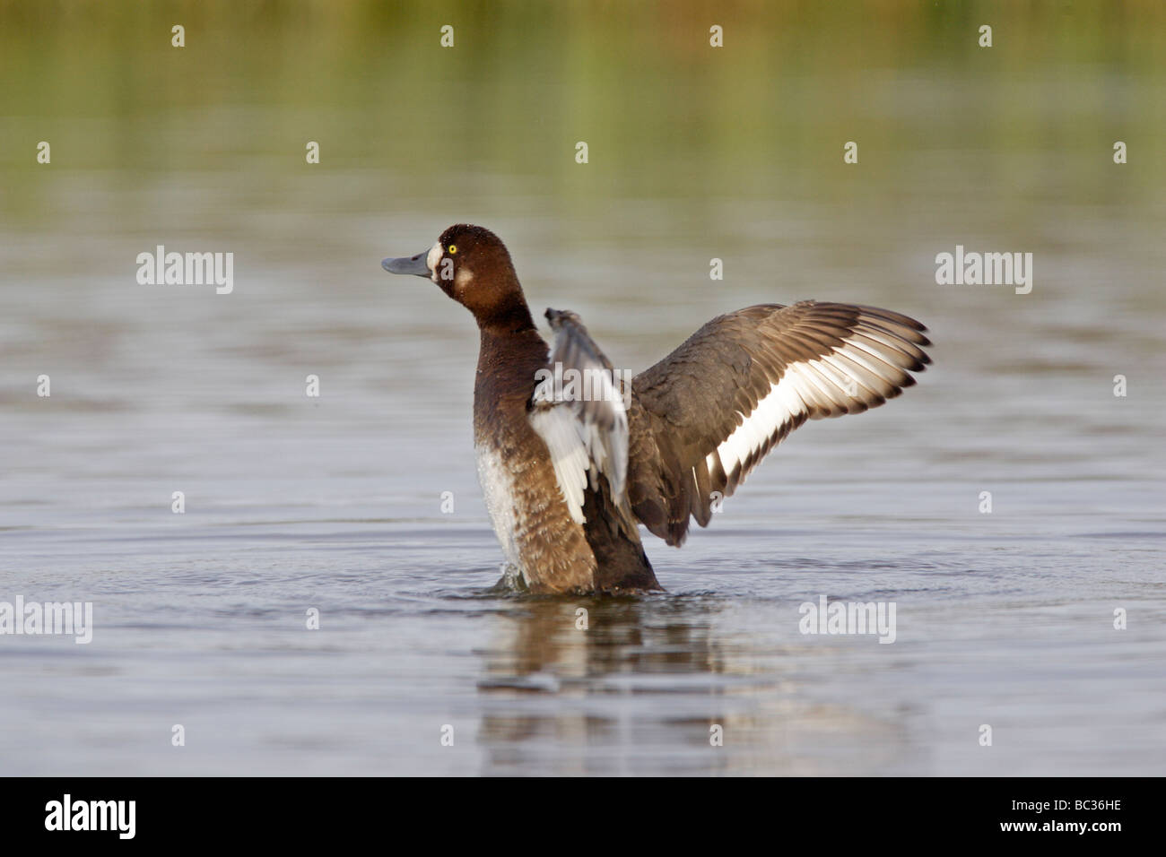Female Greater Scaup Stock Photo - Alamy