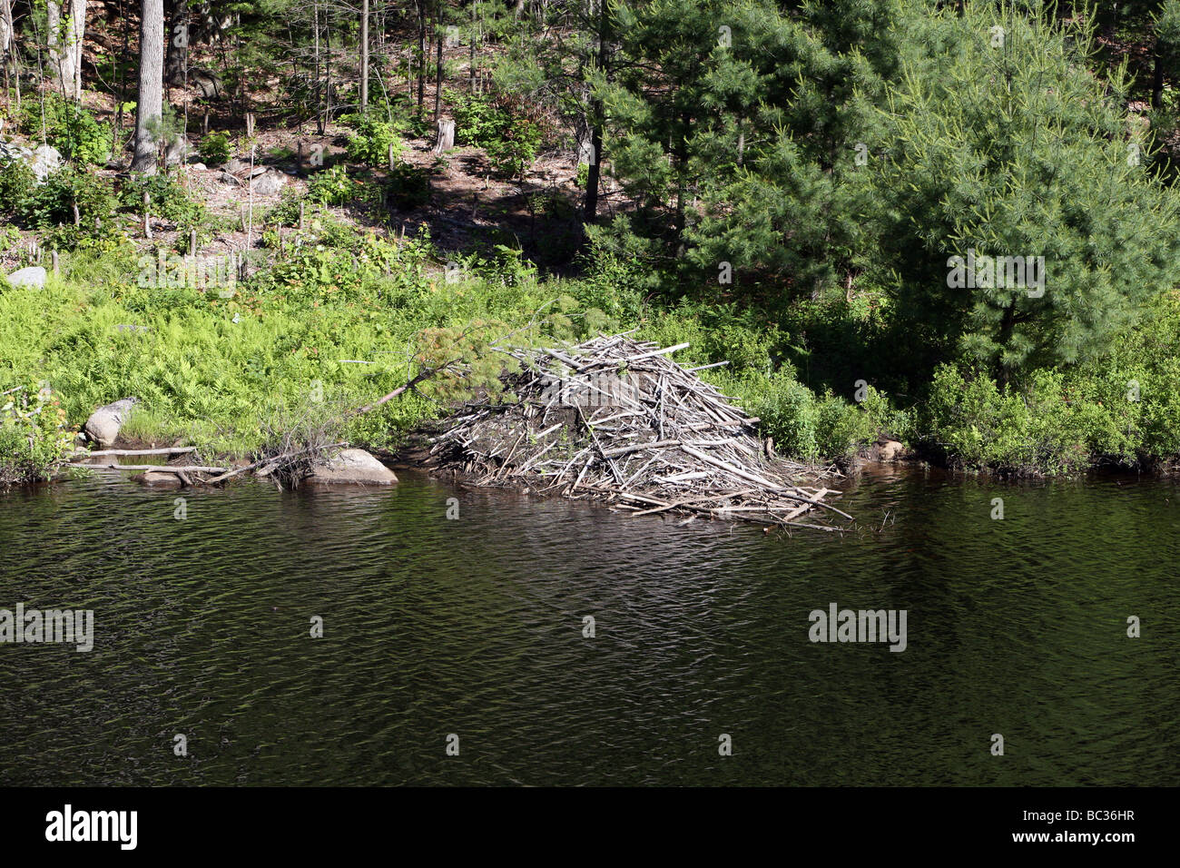 Beaver habitat with great shot of a beaver lodge against the shore line ...