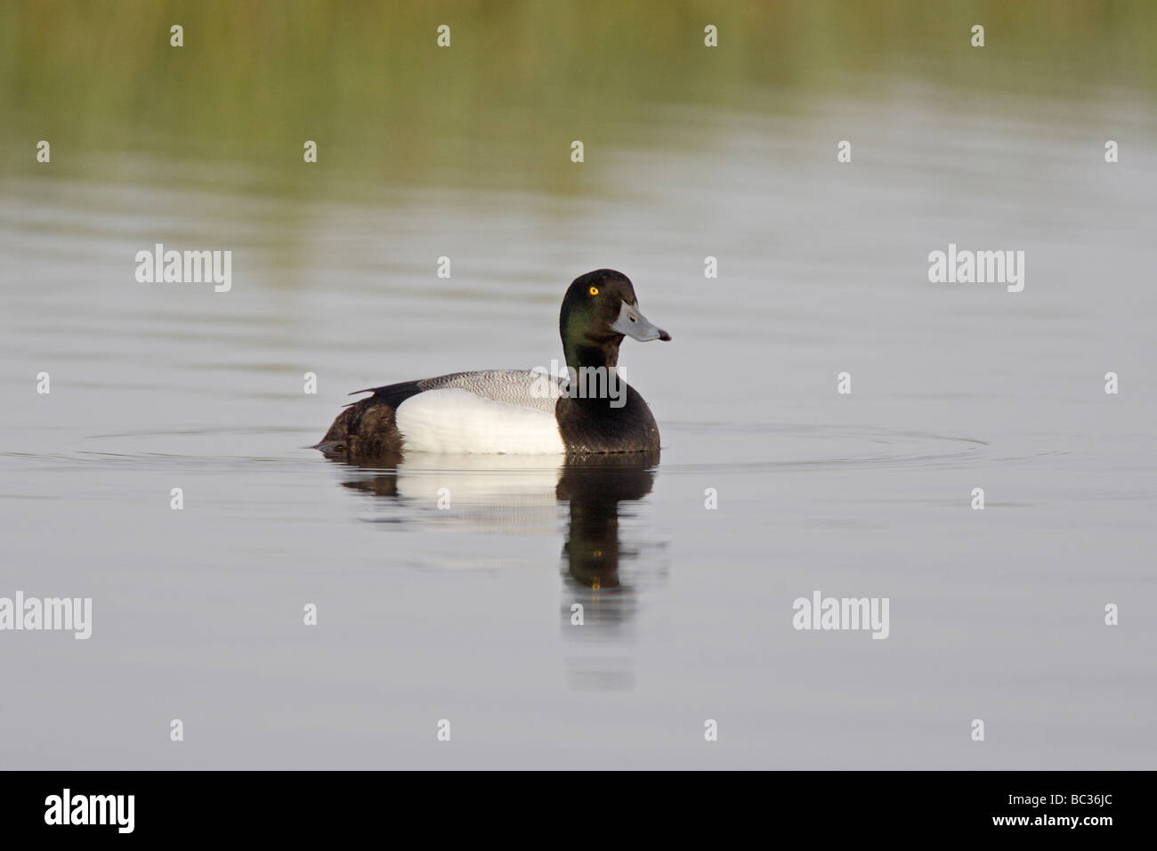 Greater scaup swimming hi-res stock photography and images - Alamy