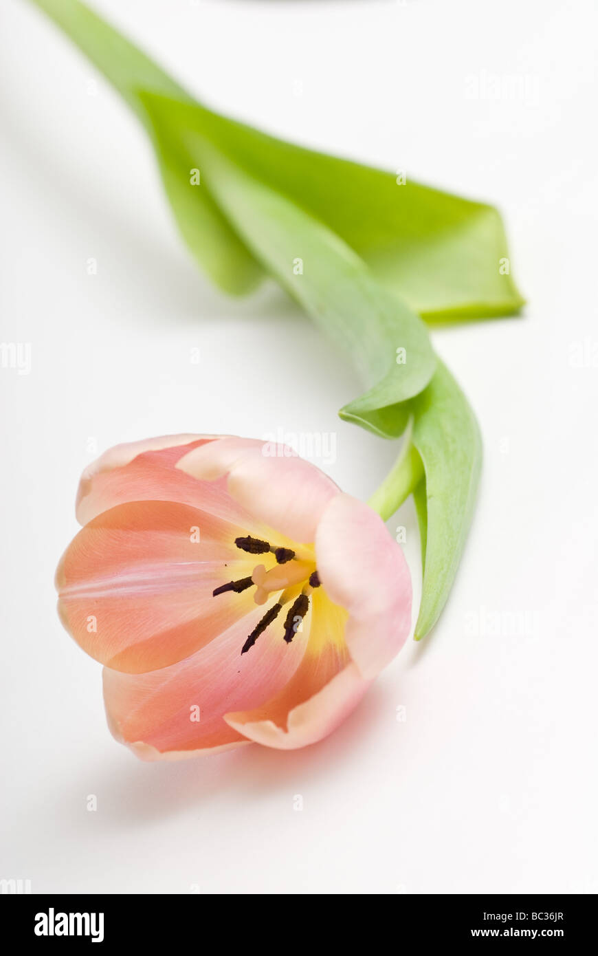 Cut Tulip Studio Shot Stock Photo - Alamy