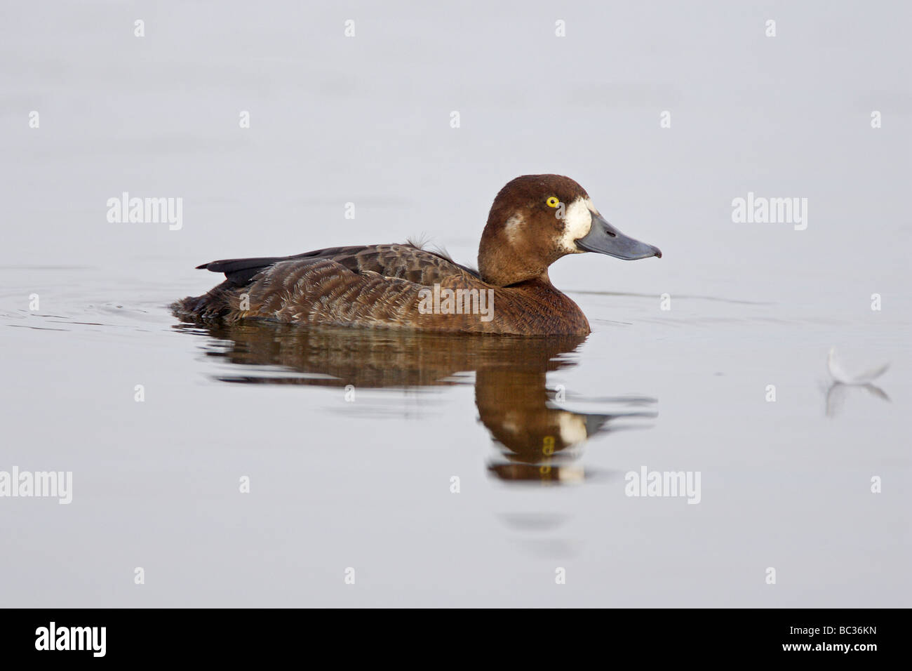 Scaup hi-res stock photography and images - Alamy