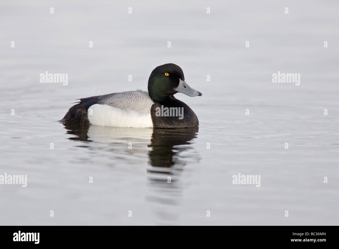 Male Greater Scaup Stock Photo - Alamy