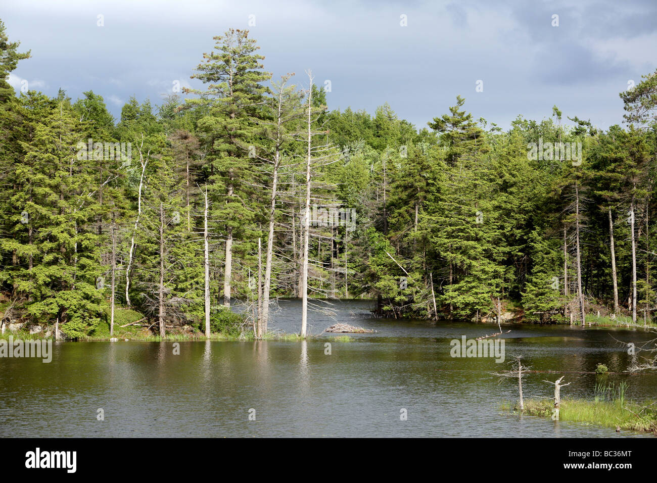 A view of North Pond With beaver lodge on Rt 8 in the Adirondack State ...