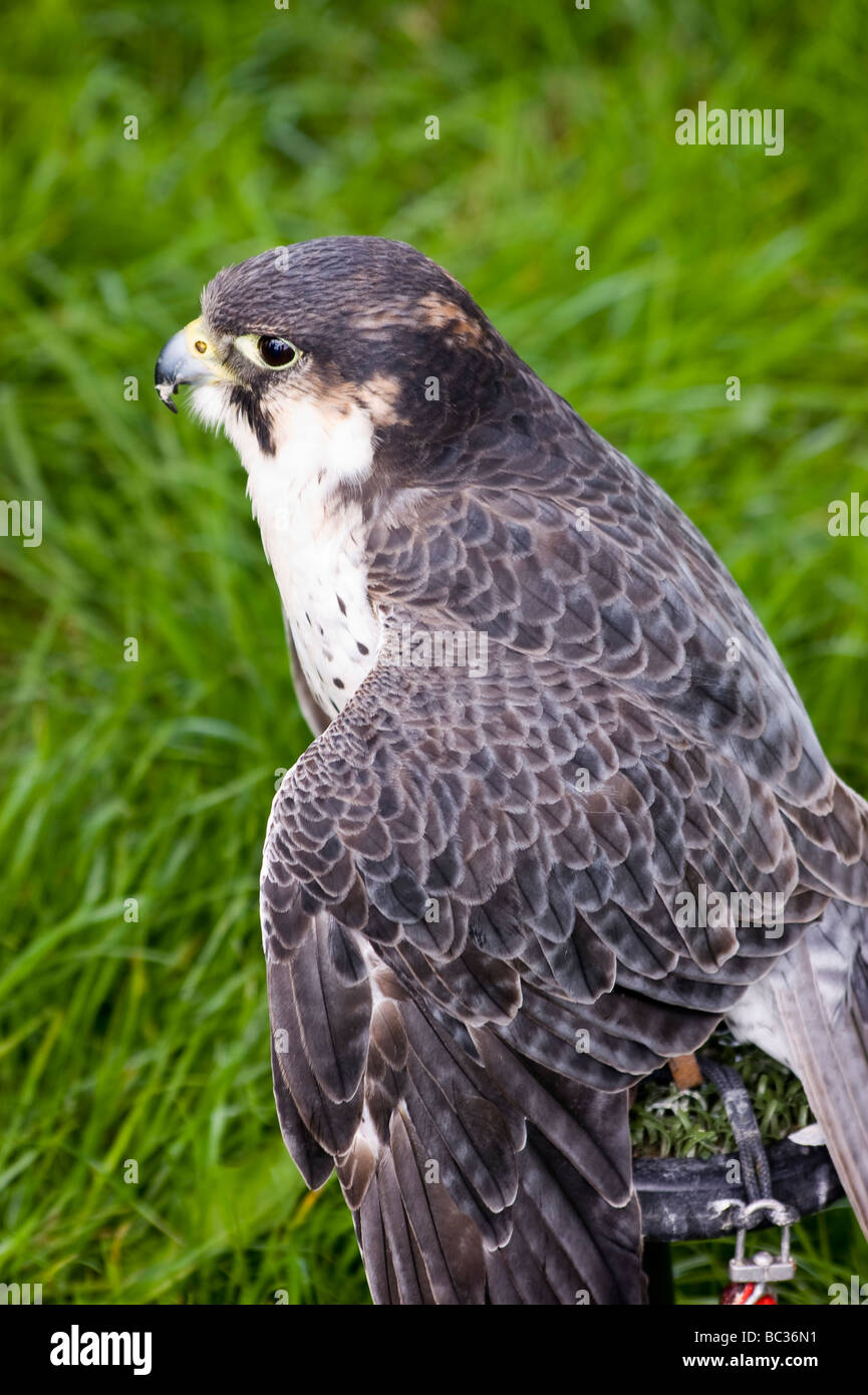 Close up peregrine falcon hi-res stock photography and images - Alamy