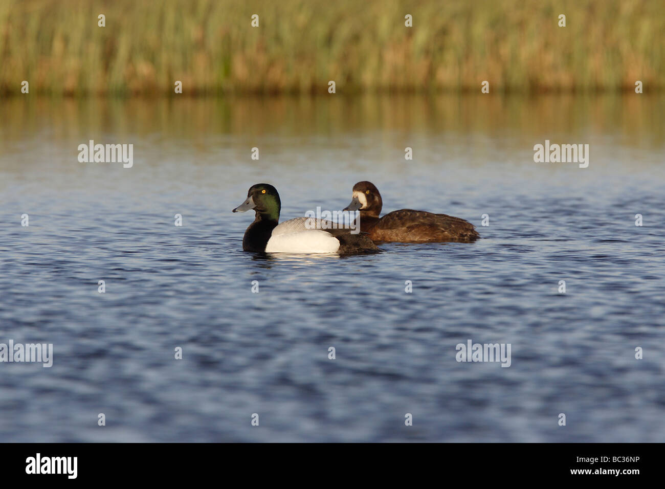 Male and female Greater Scaup swimming Stock Photo - Alamy