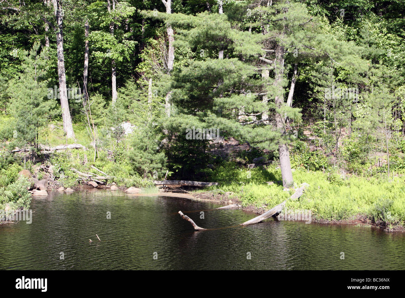 A shoreline view of a lake in the Adirondack State Park of New York ...