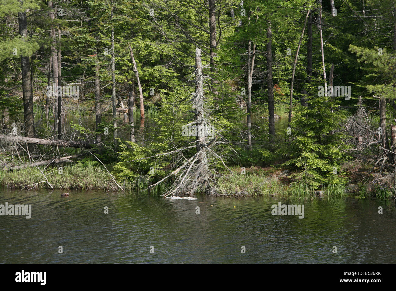 A shoreline view of a lake in the Adirondack State Park of New York ...