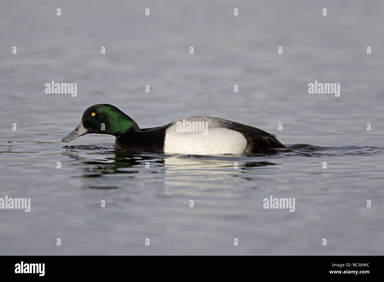 Male Greater Scaup Stock Photo - Alamy